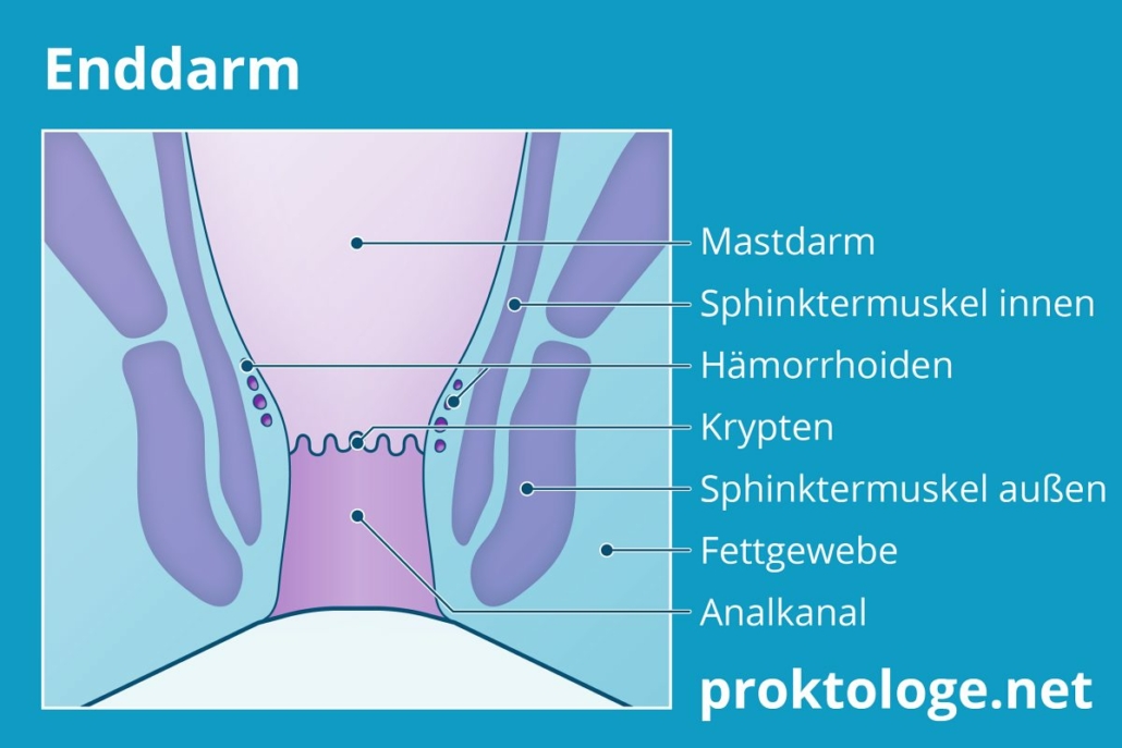 Proktologische Privatpraxis Frankfurt | Proktologie am Main